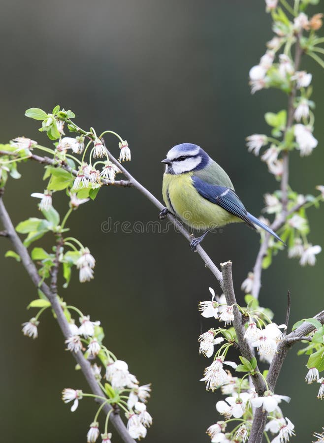 A bluetit bird. stock photo. Image of wild, flowers, bluetits - 18770450