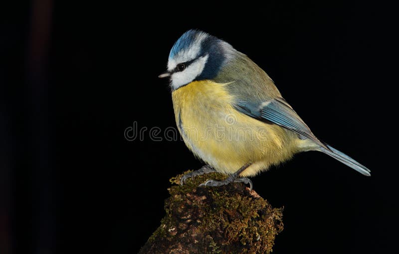 Bluetit bird. stock photo. Image of nature, profile, feathers - 49349852