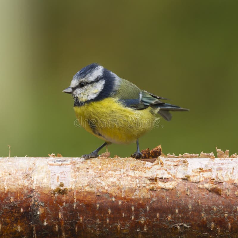 Bluetit (Parus caeruleus) stock image. Image of animal - 27022307