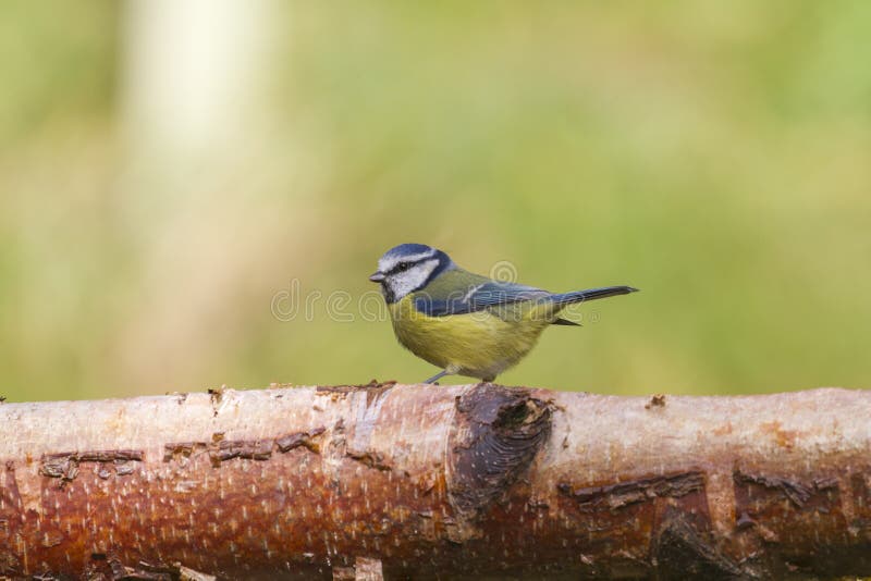 Bluetit (Parus caeruleus) stock image. Image of colourful - 27443309