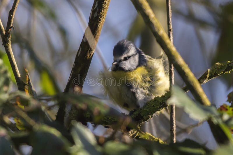 Bluetit Parus caeruleus stock image. Image of feather - 108845711