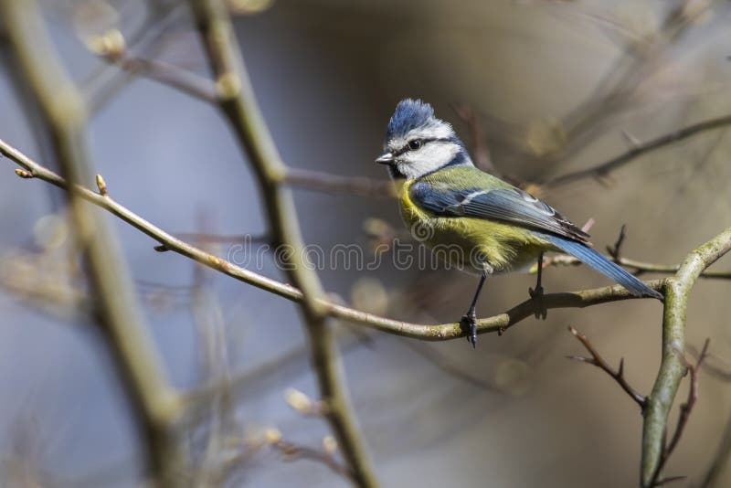 Bluetit Parus caeruleus stock image. Image of caeruleus - 108845779