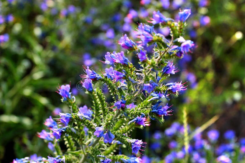 Blueweed Flowers, Echium Vulgare Stock Photo - Image of petal, garden ...