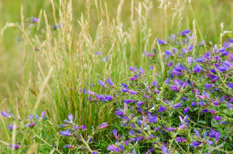 Blueweed plant stock image. Image of union, echium, blueweed - 39424371