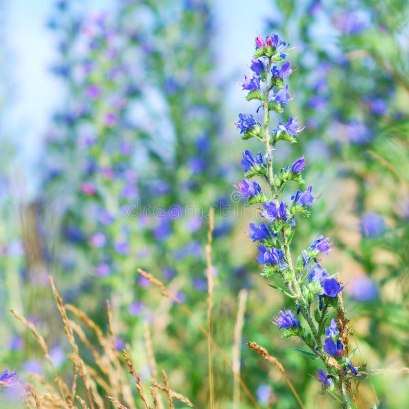 Blueweed Viper S Bugloss Wild Flower in Springtime Stock Photo - Image ...