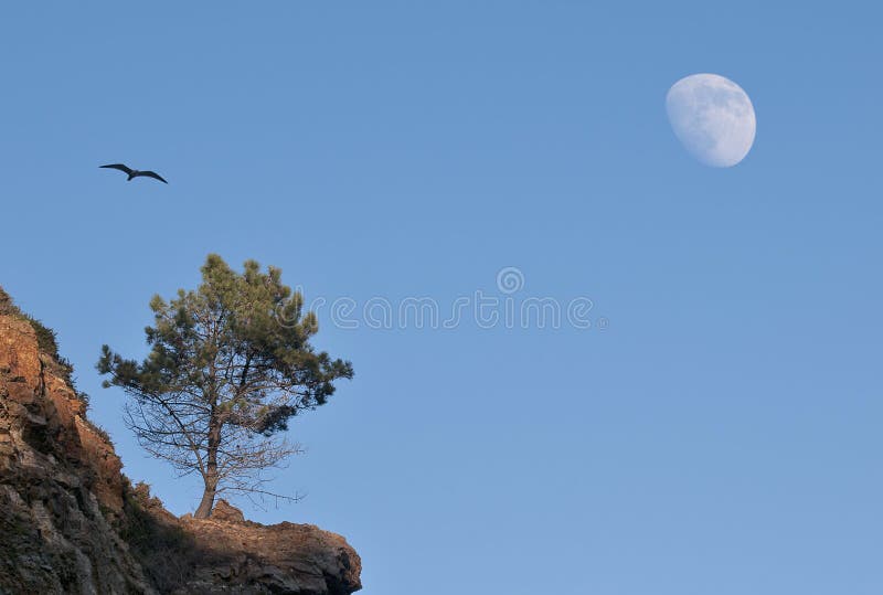 On the bluff. stock photo. Image of ecosystem, family - 17874546