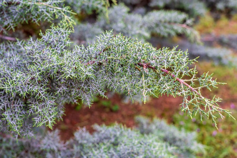 Bluish Fruit and Foliage of Cupressus Arizonica Tree Stock Image ...