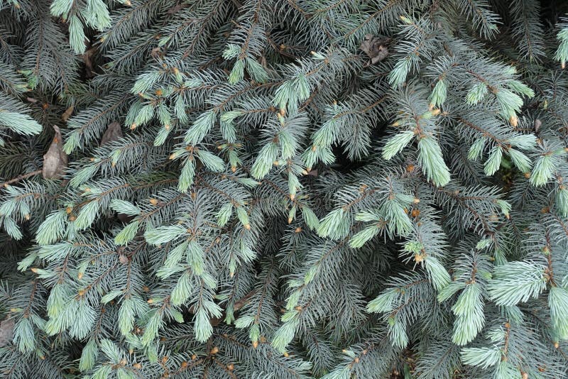 Bluish Gray Fresh Foliage on Branches of Blue Spruce Stock Image ...