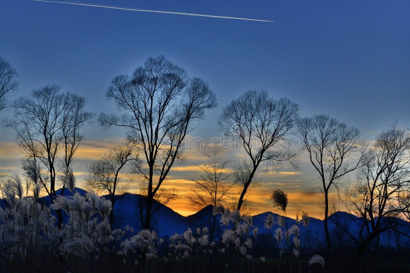 The Night View in the Winter Time Stock Photo - Image of plant, light ...