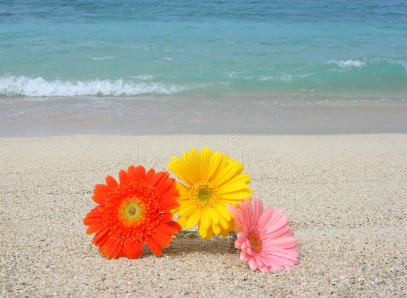 Blume auf dem Strand stockfoto. Bild von sonnig, taste - 1113658