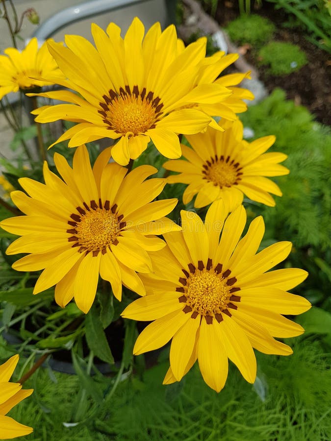 Blume stock photo. Image of yellow, garten, garden, flower - 106635920