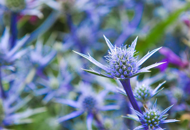 Blume der blauen Distel stockbild. Bild von makro, schön - 124096033