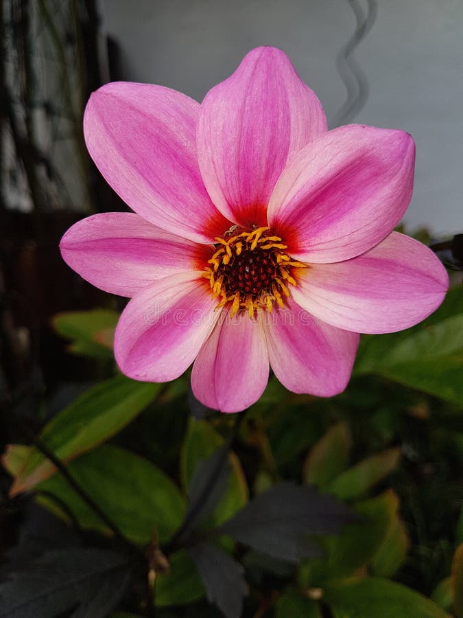 Blume Flower stock image. Image of garden, pink, flower - 106634727