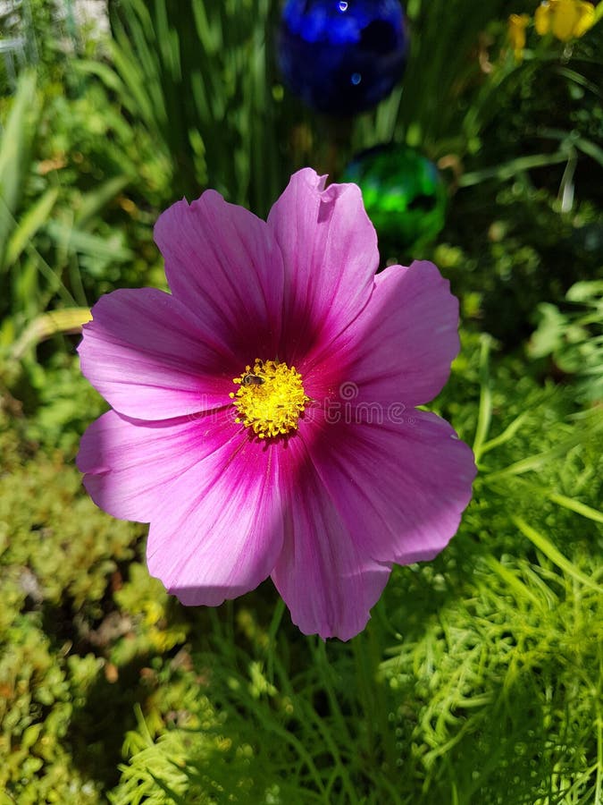 Blume stock image. Image of garden, blume, pink, flower - 106635817