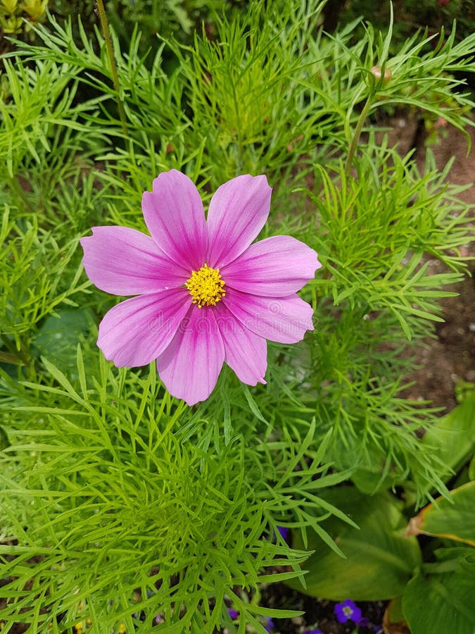 Blume stock photo. Image of petal, plant, geranium, aster - 106635922