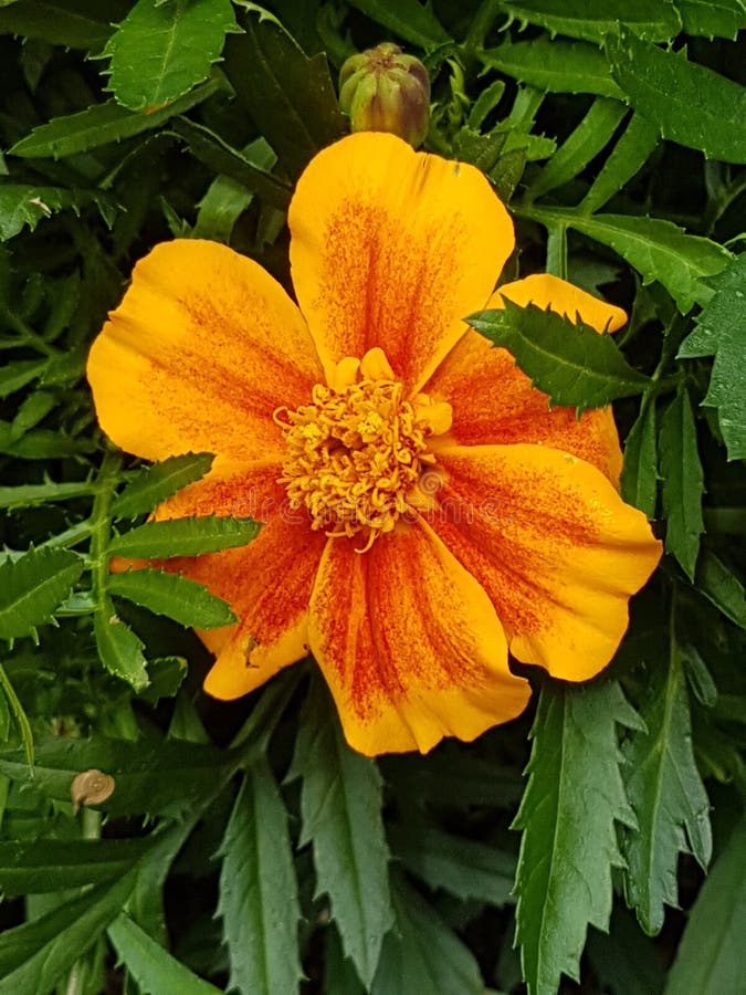 Blume stock photo. Image of wildflower, blume, flower - 106636062