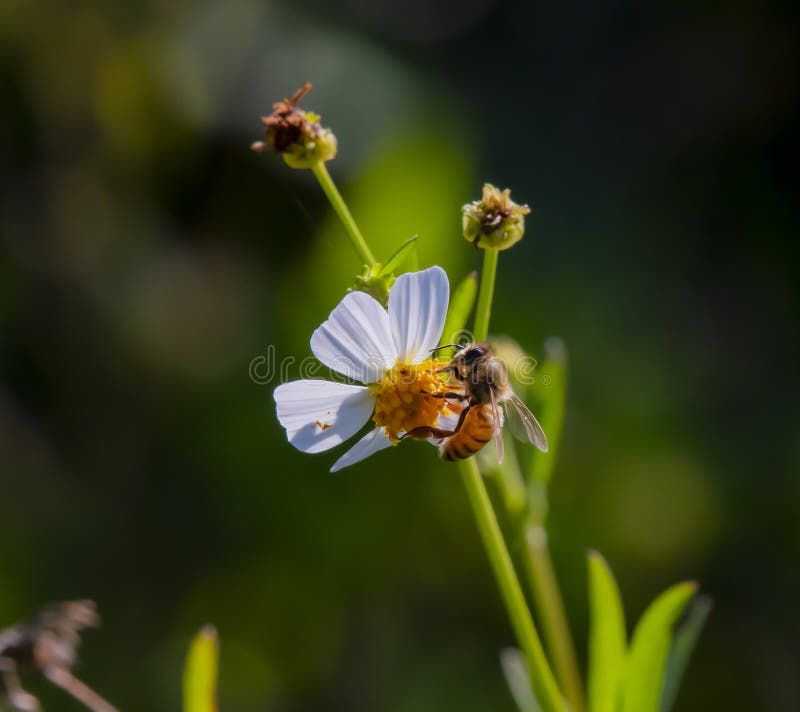 Blume mit Biene stockfoto. Bild von blumenblatt, wildblumen - 231882746