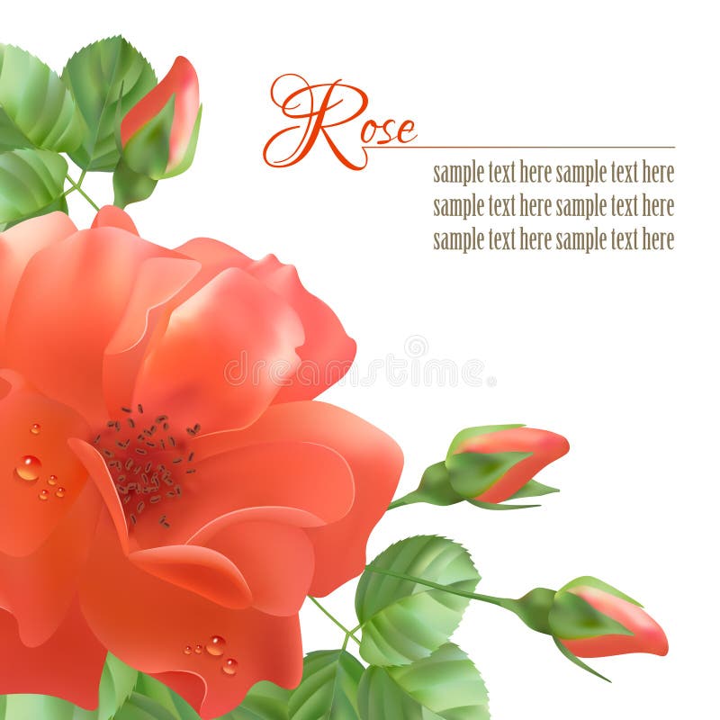 Blume Rose Vector Background Vektor Abbildung - Illustration von grün ...