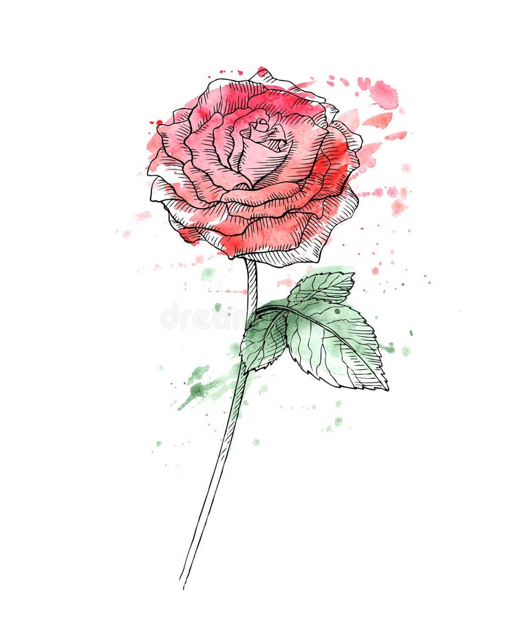 Blume, Rote Rosen, Hand Gezeichnet Vektor Abbildung - Illustration von ...