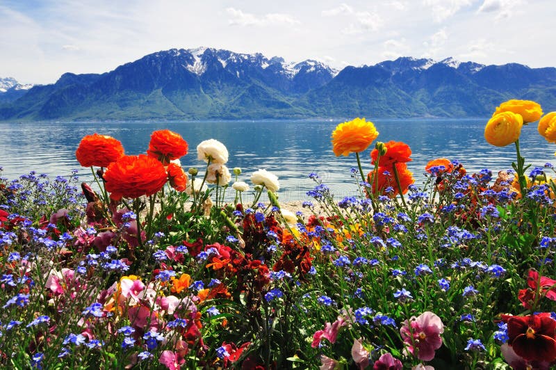 Blumen, Berg-ald See stockfoto. Bild von himmel, rücksortierung - 31105636