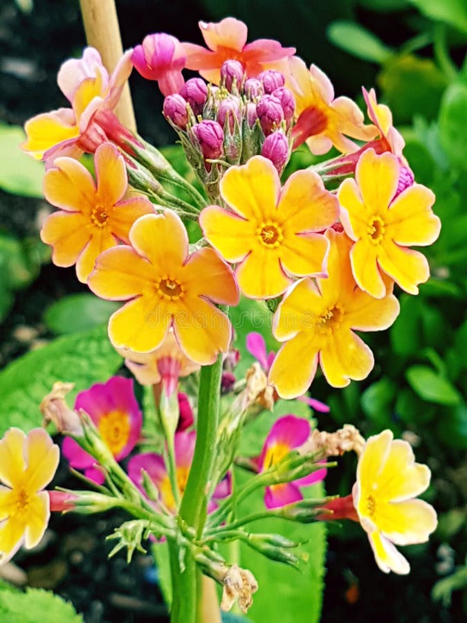 Blumen stock photo. Image of flower, primula, blumen - 106636228