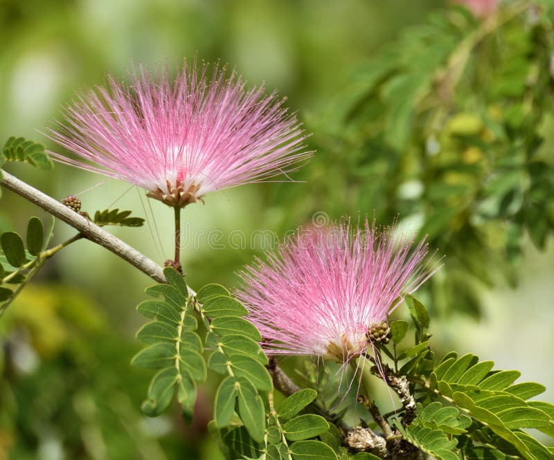 Blumen Der Akazie (Albizzia Julibrissin) Stockbild - Bild von albizzia ...
