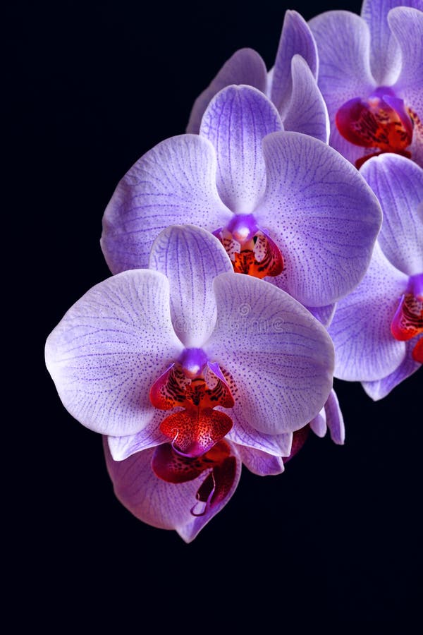 Blumen Der Blauen Orchidee Auf Schwarzem Stockbild - Bild von makro ...