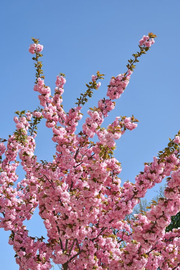 Japanischer Kirschbaum stockfoto. Bild von symbol, frühjahr - 25602830