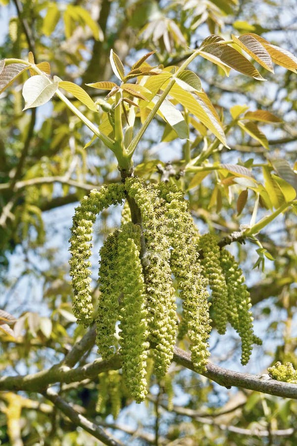 Walnuss-Baum stockfoto. Bild von majest, schnitt, sommer - 13190324