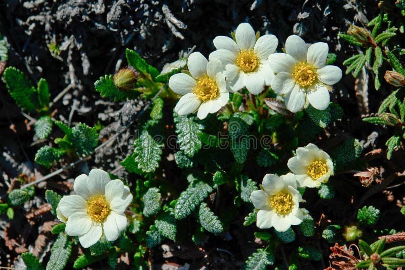 Blumen-Dryaden in Der Tundra Von Chukotka Stockbild - Bild von wiese ...