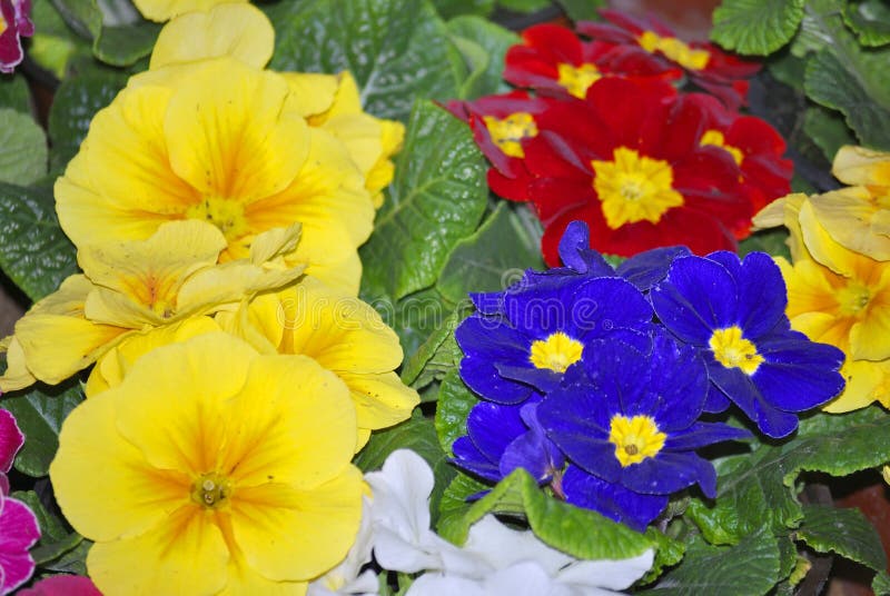Blumen Einer Primel Oder Der Primel Stockbild - Bild von schönheit ...