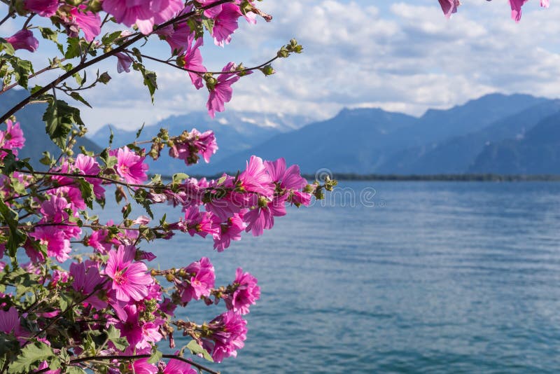 Blumen Gegen Berge Und See Genf Stockfoto - Bild von blume, dunkel ...