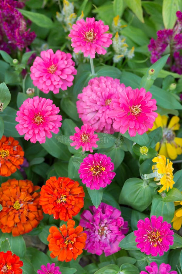 Blumen im Garten stockbild. Bild von blumen, kirsche - 37751927