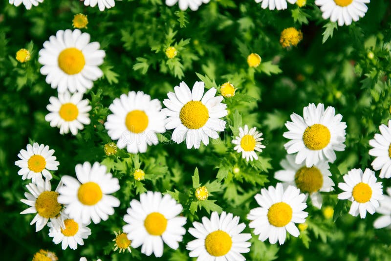 Blumen im Garten stockfoto. Bild von garten, pflanzen - 59707194