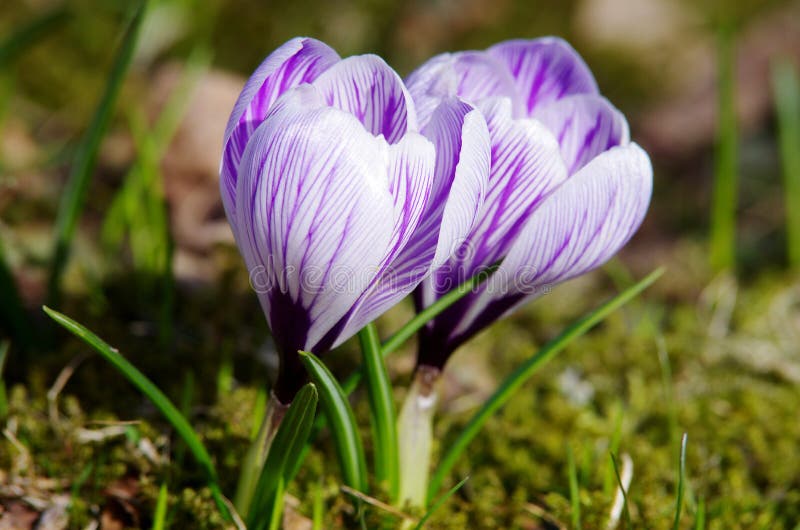 Blumen (Krokus) stockbild. Bild von sonnenschein, wild - 44998789