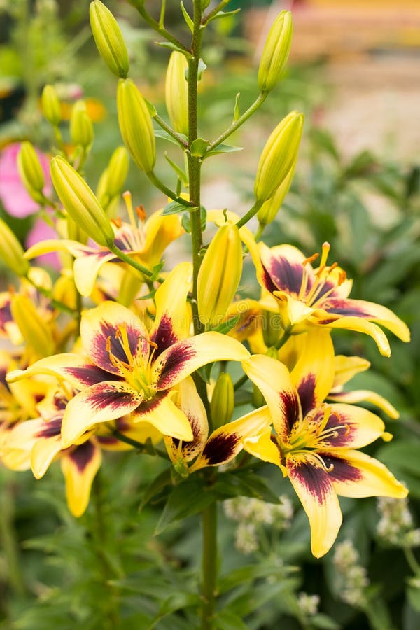 Blumen-Lily Shocking Grow in Flower-Bett Stockbild - Bild von garten ...
