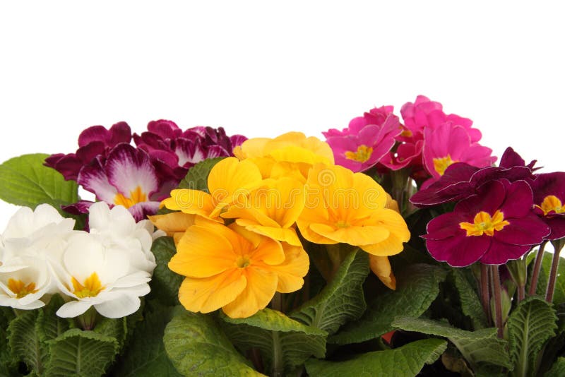 Blumen, Primel stockfoto. Bild von blüte, gärtnern, primel - 13061336