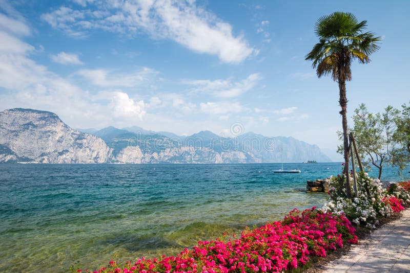 Blumen am See Garda stockbild. Bild von italien, blume - 57494121