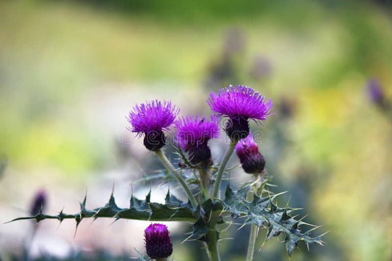 Disteln stockbild. Bild von dorne, scharf, dornig, spitz - 2286719