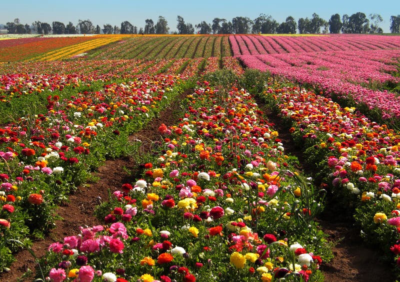 Blumenfelder stockfoto. Bild von teppich, blume, hell - 1124358