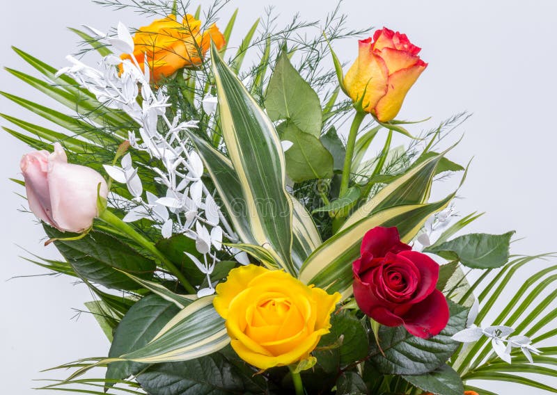 Rosen Dornen Lokalisiert Stockfotos und Bilder - Laden Sie 100 ...