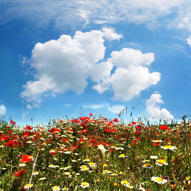 Blumenwiese Mit Himmel Und Wolken Stockfoto - Bild von bunt, landschaft ...