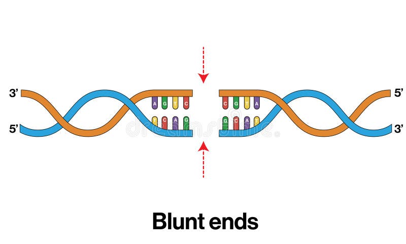 Blunt DNA End after Cleavage Illustrated on White Background. Stock ... Blunt DNA End after Cleavage Illustrated on White Background. Stock ...