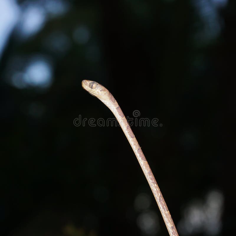 Blunt-headed Tree Snake Imantodes Lentiferus Stock Image - Image of ...