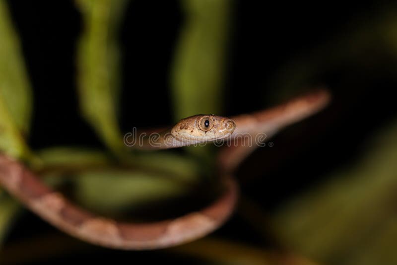 Blunt Headed Tree Snake Looking Cute Stock Photo - Image of plant, hand ...