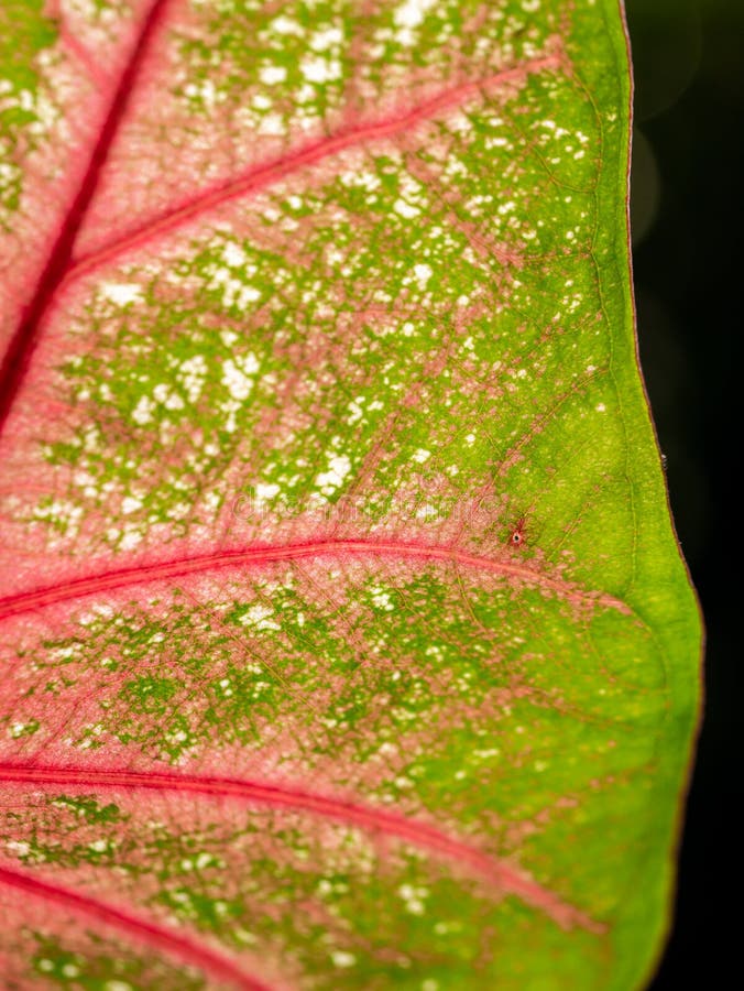 Blur Back of Pattern on the Fancy Leaved Caladium Stock Photo - Image ...