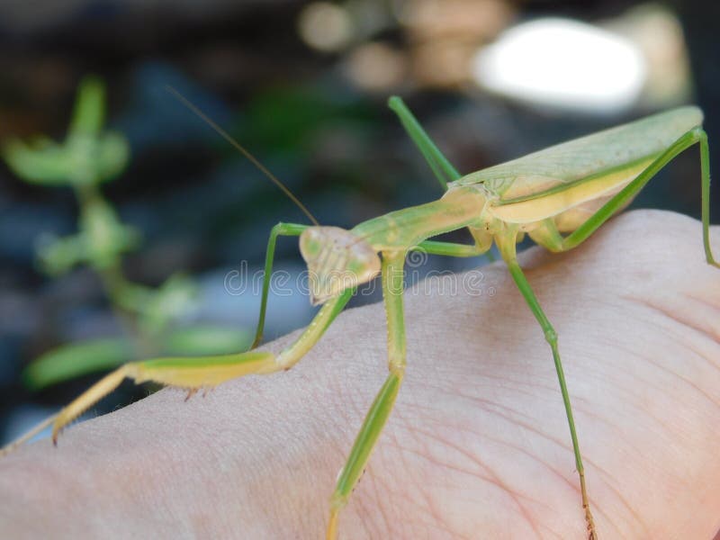 114 Rare Praying Mantis Stock Photos - Free & Royalty-Free Stock Photos ...