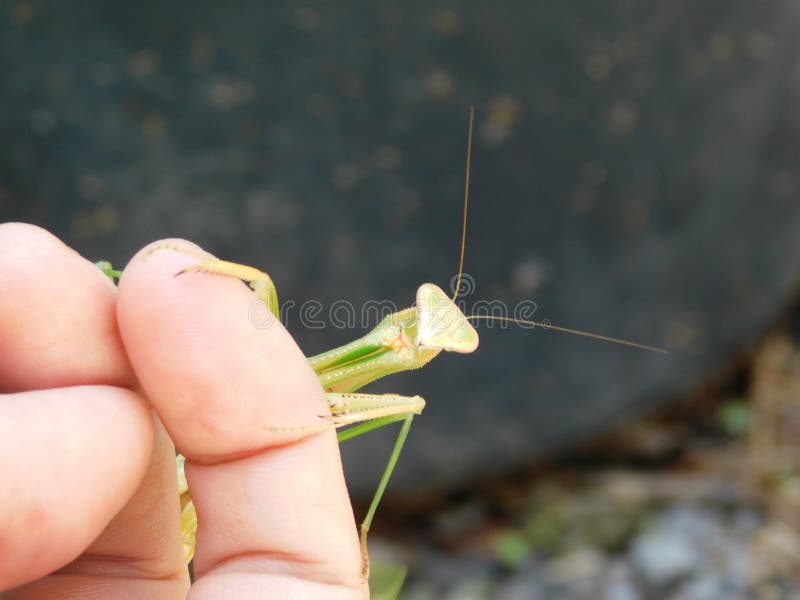 Blur Face of a Praying Mantis Stock Image - Image of attract ...