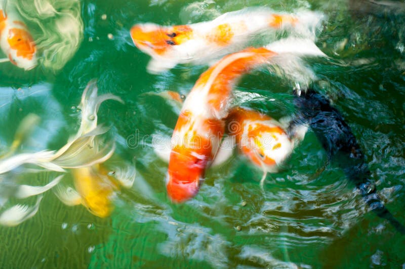 Blur fancy fish in water stock image. Image of tail, animal - 54636181