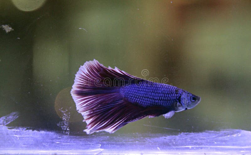 Blur Koi Fish Swimming in Water with Sun Light Stock Photo - Image of ...